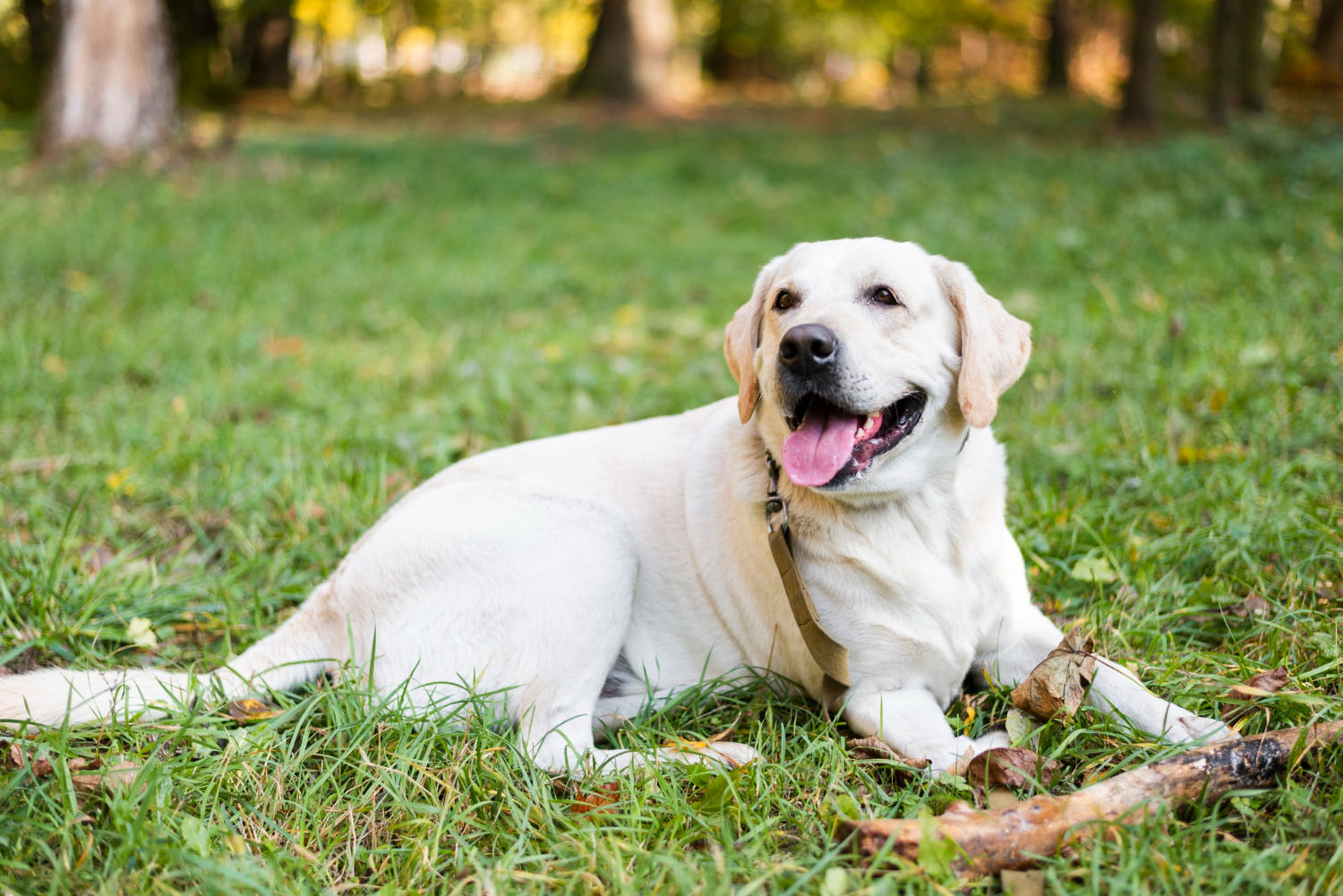 Client Referral Form | Osage Animal Hospital